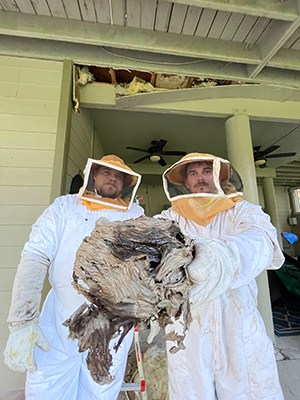 Back To School And Wasps - Angel Pest Control Wasp Control