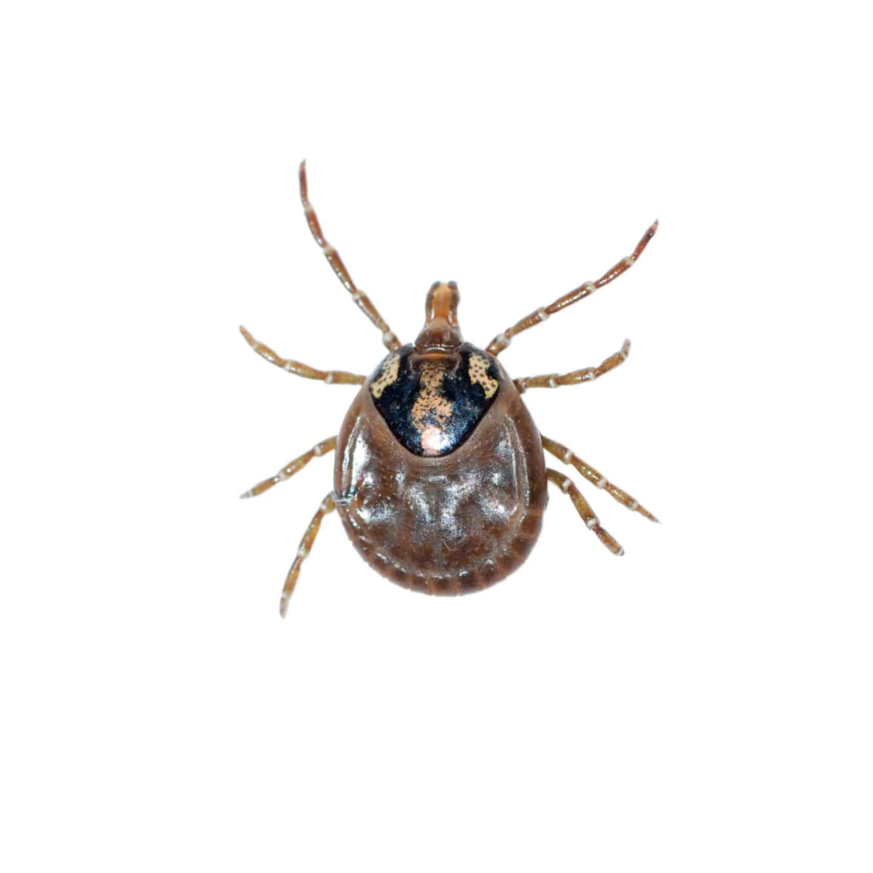 Tick Infestations - Angel Pest Control